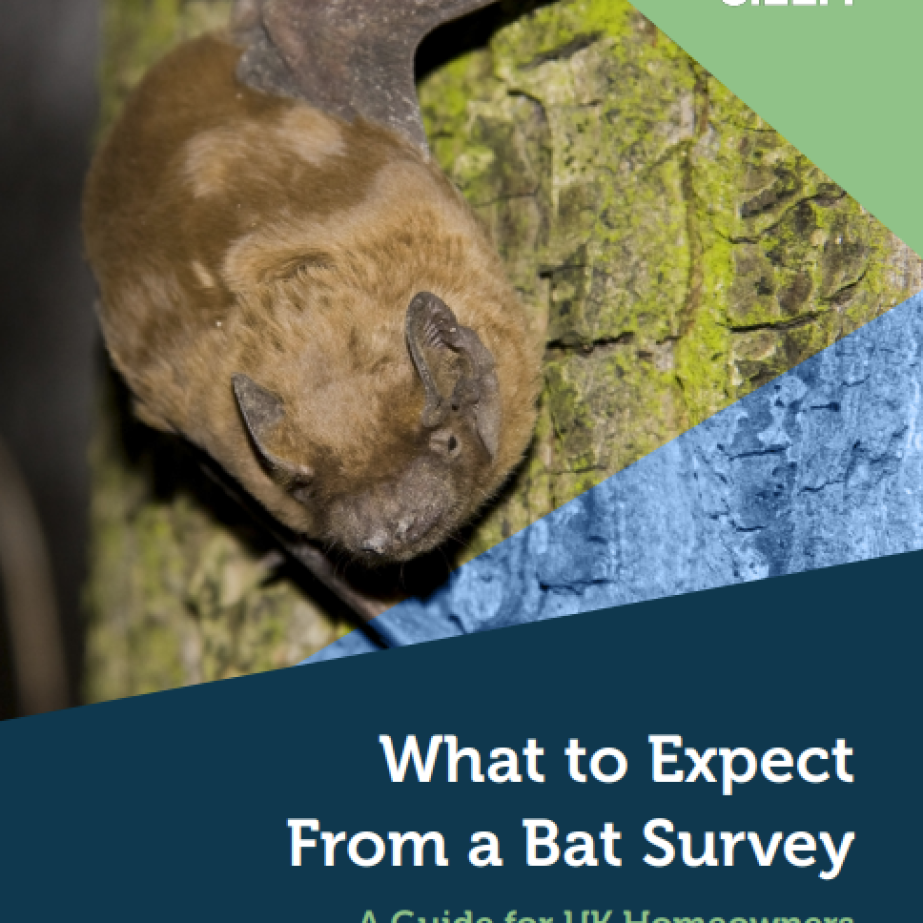 What to Expect From a Bat Survey: A Guide for UK Homeowners | CIEEM