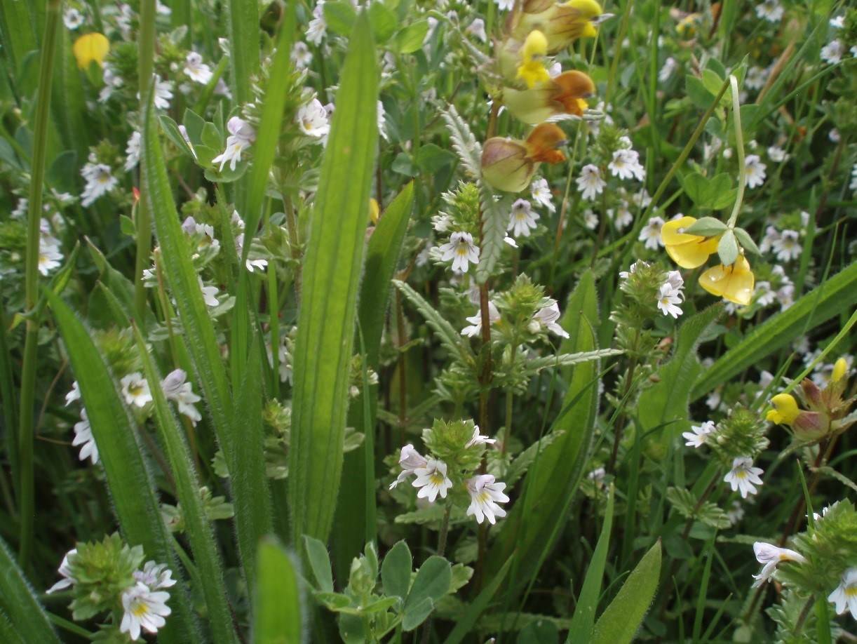 Members visit meadow restoration site at Venus Pool, Shropshire | CIEEM