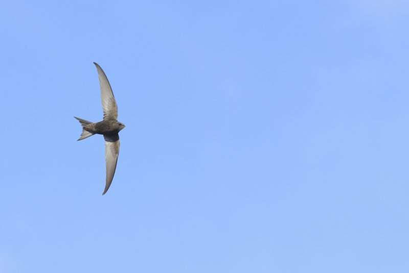 Swift Bricks: The ‘Universal’ Nest Brick – by Dick Newell | CIEEM