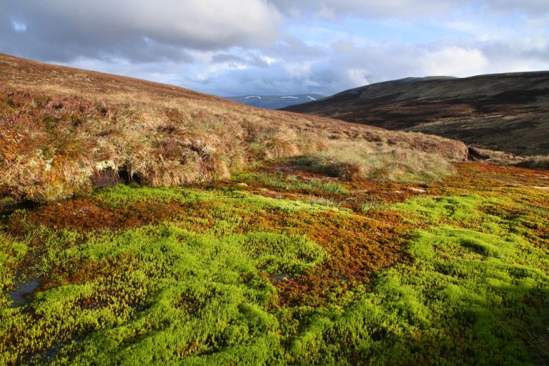 Scottish Government Launches Draft Biodiversity Strategy | CIEEM
