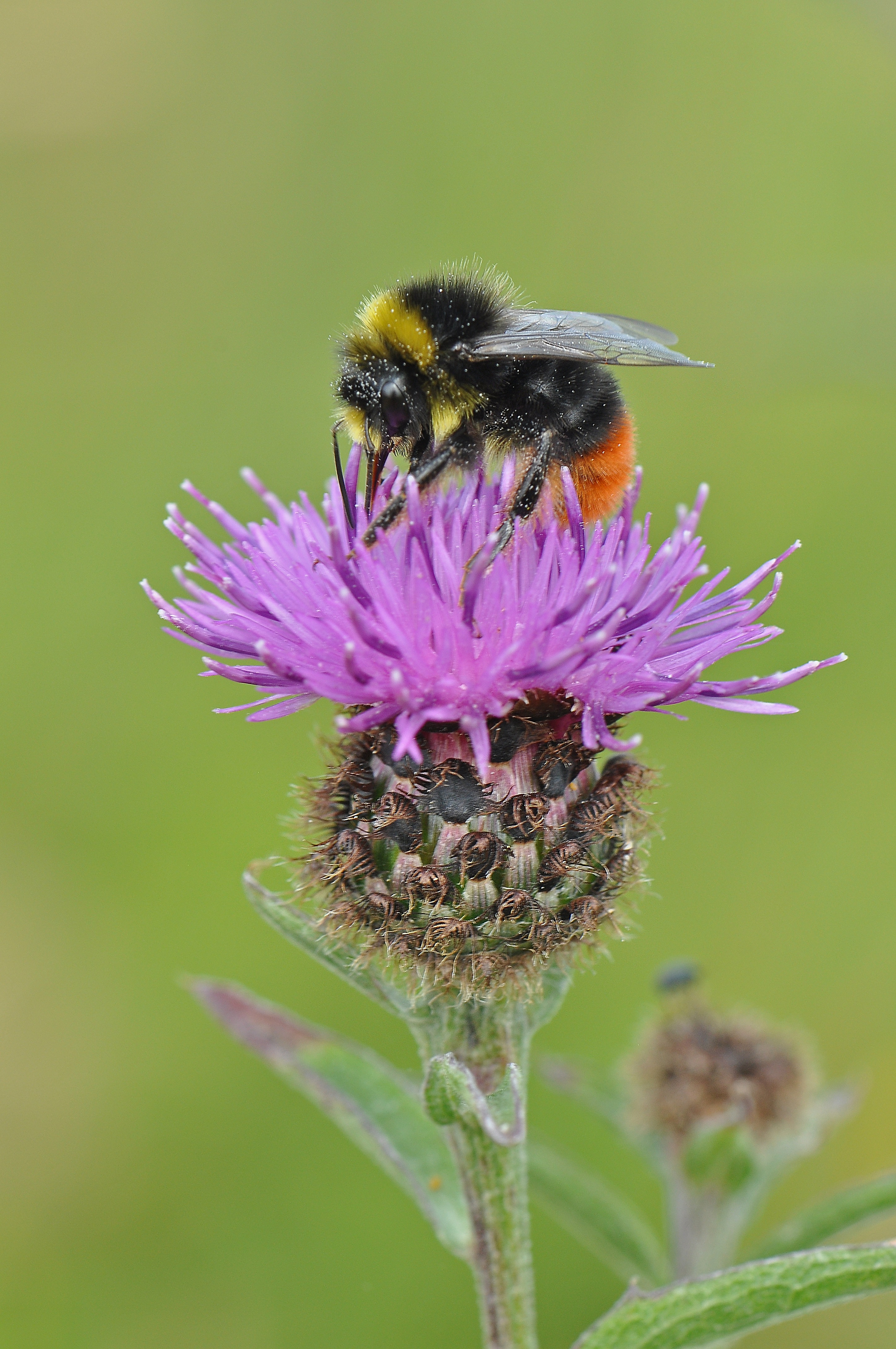 Helping Pollinators Thrive with the All-Ireland Pollinator Plan | CIEEM