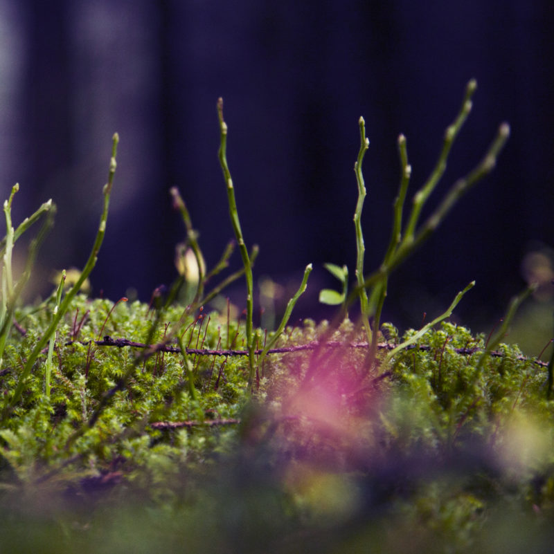 Beyond the Visible – by Andrea Liggins | CIEEM