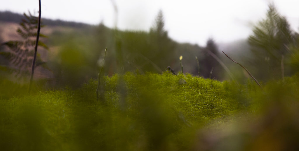 Beyond the Visible – by Andrea Liggins | CIEEM