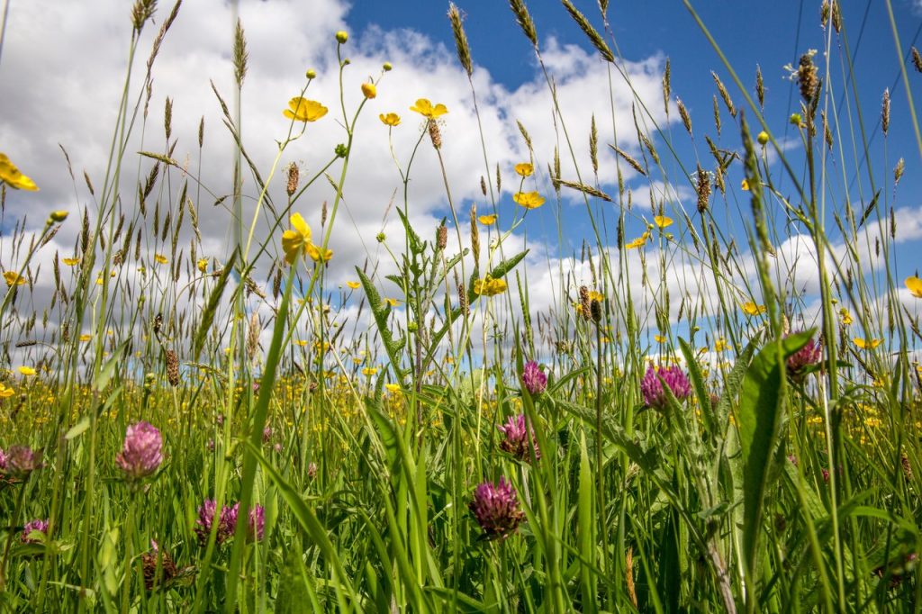 Environmental principles come into force in England | CIEEM
