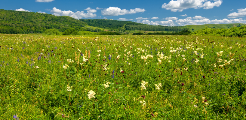 Floodplain meadows: the sustainable and productive choice for landscape ...