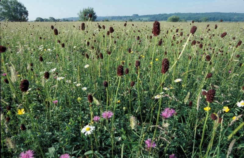 Floodplain meadows: the sustainable and productive choice for landscape ...