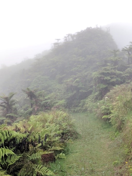 Forest restoration saving an island’s population, the St Helena Cloud ...