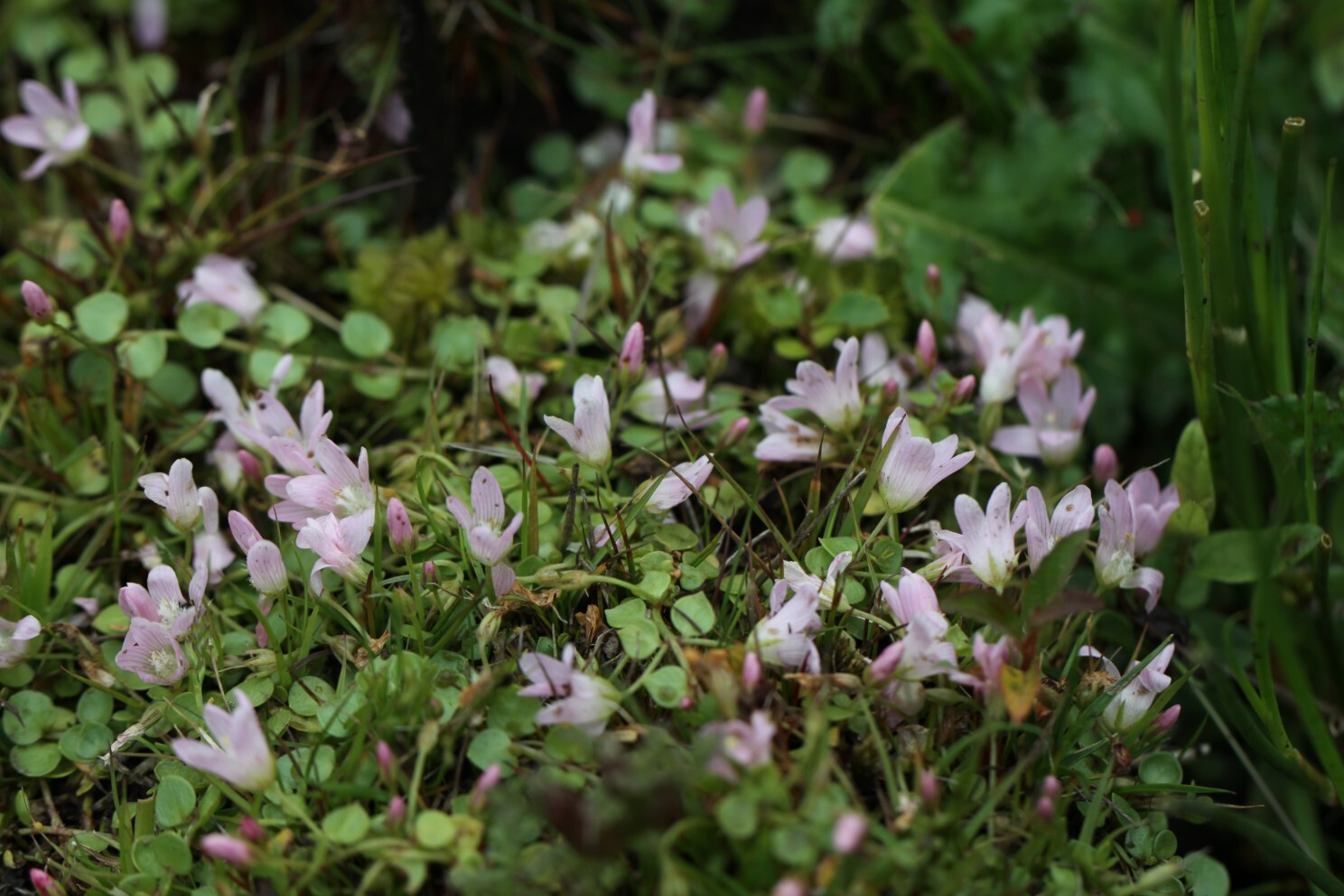 Soils and Biodiversity Net Gain – by Chris Stapleton | CIEEM