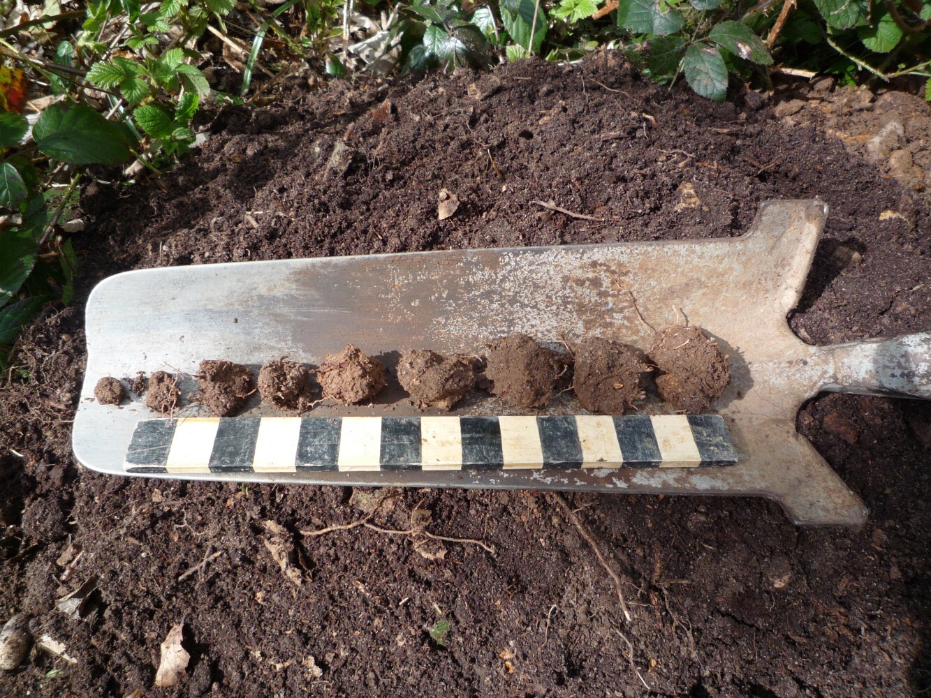 Soils in EIA – by Chris Stapleton | CIEEM
