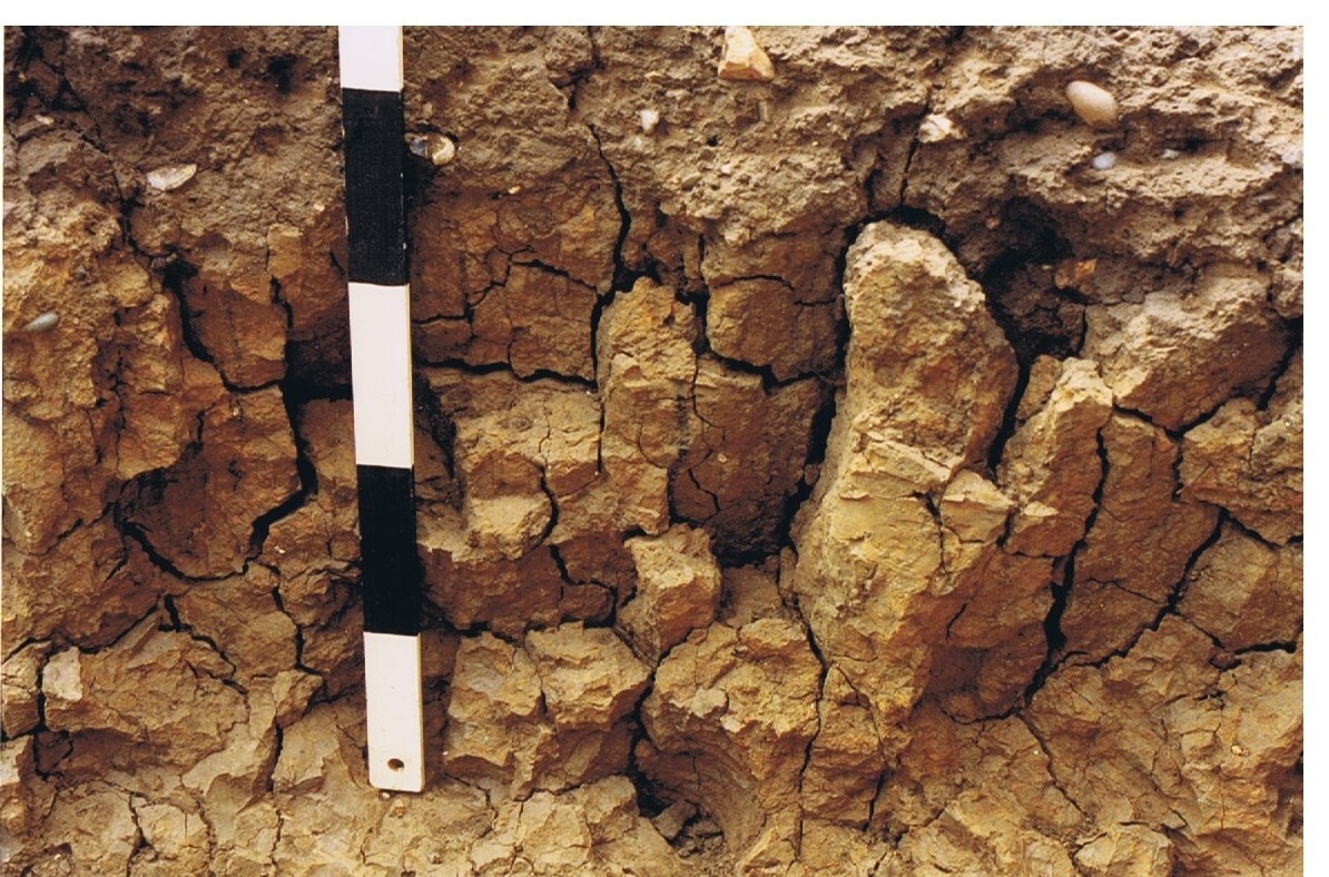 Soils in EIA – by Chris Stapleton | CIEEM