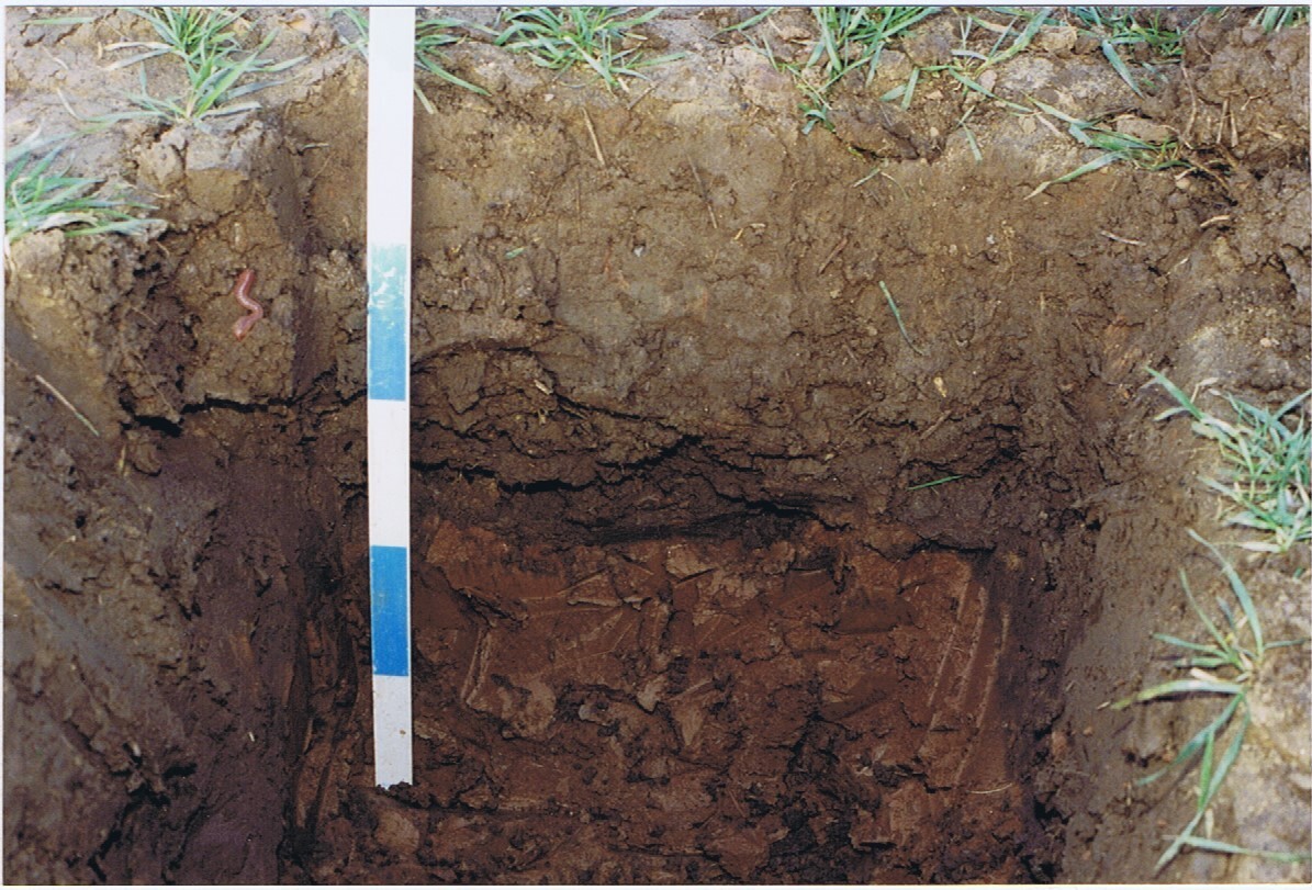 Soils in EIA – by Chris Stapleton | CIEEM