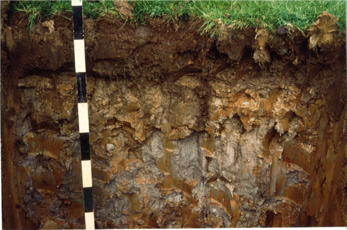 Soils in EIA – by Chris Stapleton | CIEEM