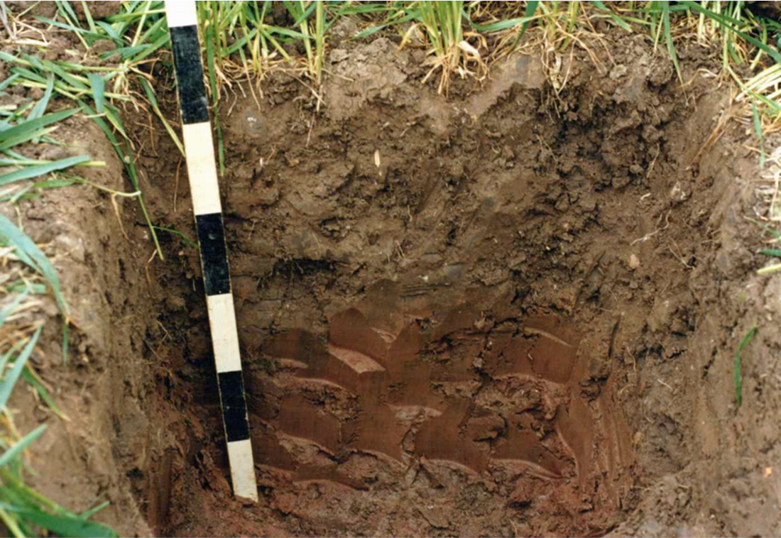 Why Are Soils Neglected? – by Chris Stapleton | CIEEM