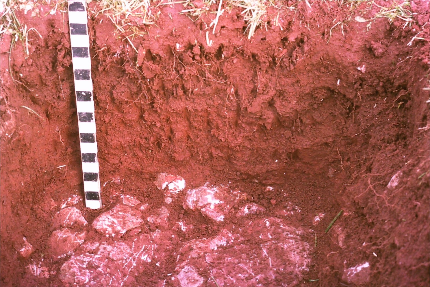 Why Are Soils Neglected? – by Chris Stapleton | CIEEM