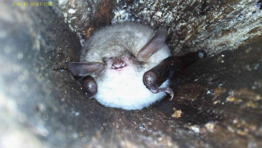 Hidden Homes: Bats and Trees – by Katie Goldsbrough | CIEEM