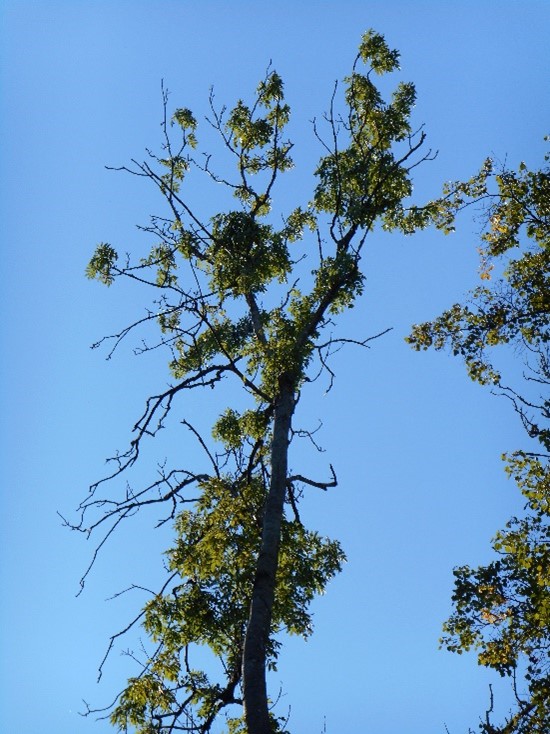 I grew up without Elm. What is my grandson growing up without? – by Dr ...