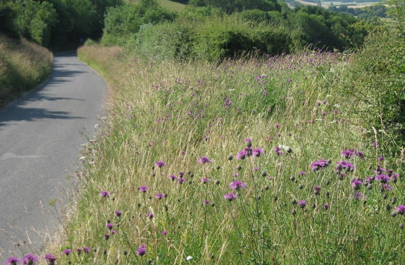 What exactly is ‘Other Neutral Grassland’ and how should we make the ...