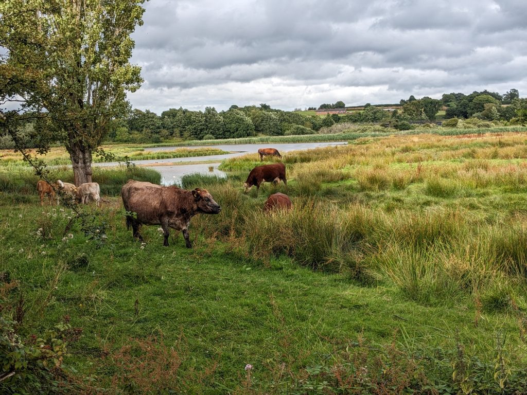 What exactly is ‘Other Neutral Grassland’ and how should we make the ...
