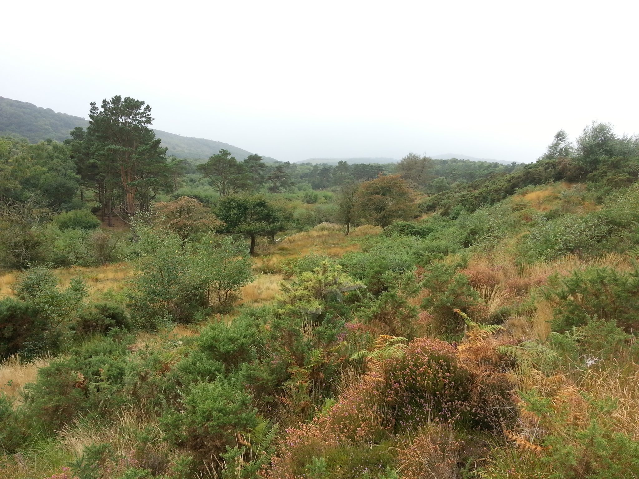 Rebuilding Nature: Good Practice Guidance for Ecological Restoration ...