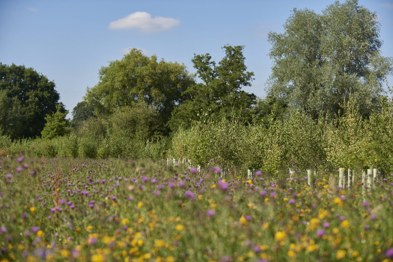 Rebuilding Nature: Good Practice Guidance for Ecological Restoration ...