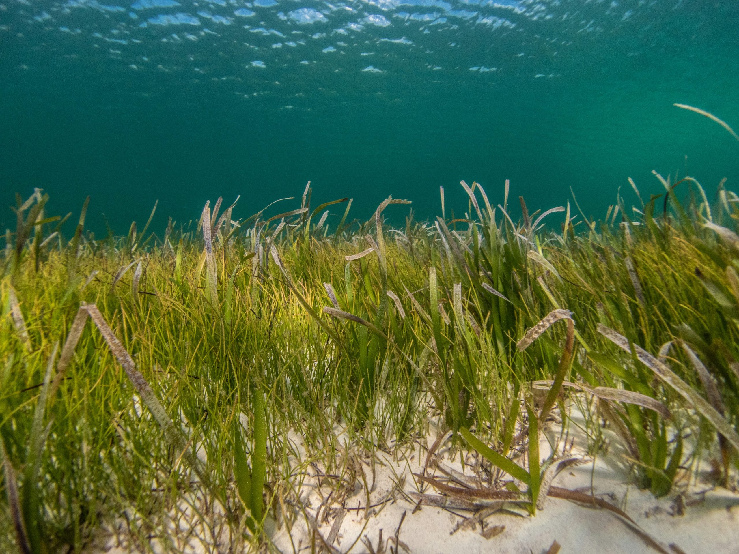 Mangroves, Meadows, and Reefs: Nature’s Frontline Defenders Against the ...