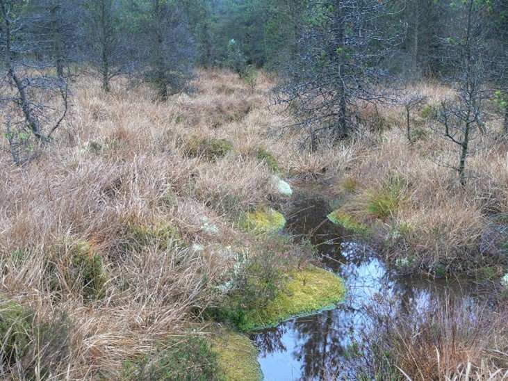 Blanket Bogs and Beyond: Repairing One of the World’s Most Important ...
